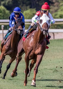 Deviant - Horse Profile - BloodHorse