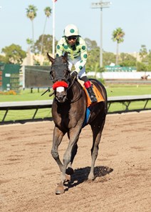 Oliver - Horse Profile - BloodHorse