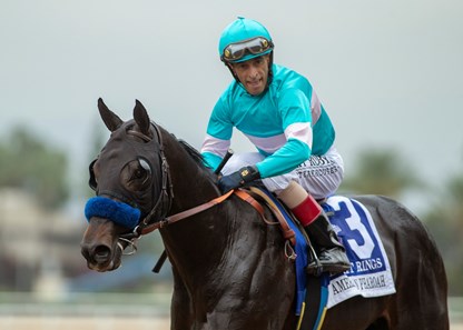 Eight Rings - Horse Profile - BloodHorse