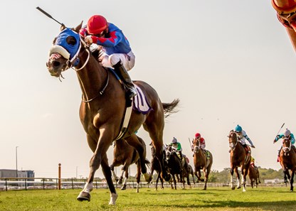 In the Navy - Horse Profile - BloodHorse