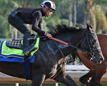Eight Rings - Horse Profile - BloodHorse