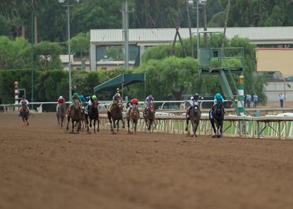 Eight Rings - Horse Profile - BloodHorse