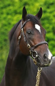 Due Diligence - Horse Profile - BloodHorse