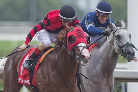 Powell - Horse Profile - BloodHorse