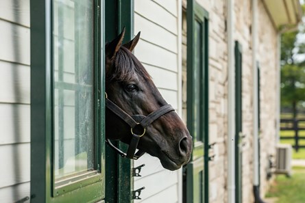 Mor Spirit - Horse Profile - BloodHorse