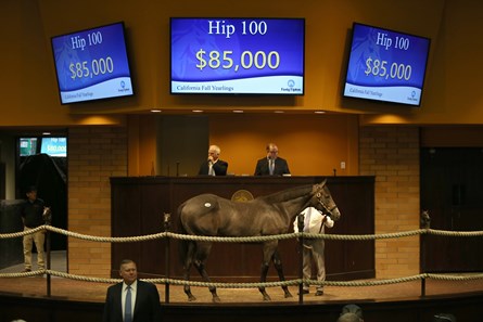 Fast Anna - Horse Profile - BloodHorse