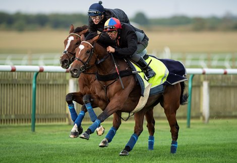 Enable Has First Visit to the Rowley Mile Ahead of Arc - BloodHorse