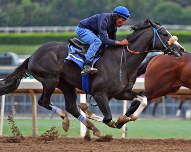Honor A. P. - Horse Profile - BloodHorse