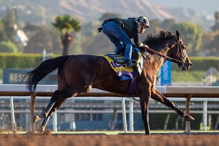 McKinzie - Horse Profile - BloodHorse