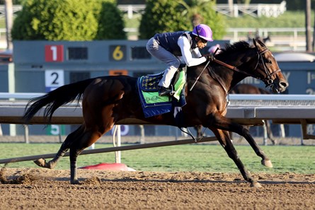 McKinzie - Horse Profile - BloodHorse