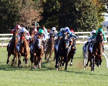 Lady Prancealot (IRE) - Horse Profile - BloodHorse