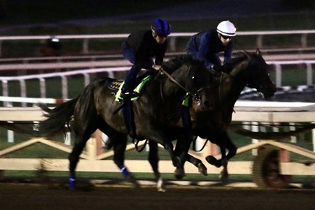 Eight Rings - Horse Profile - BloodHorse