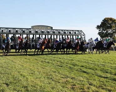 Lady Prancealot (IRE) - Horse Profile - BloodHorse