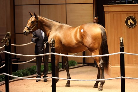Candy Ride Colt Tops Gulfstream Sale Pinhook Prospects - BloodHorse