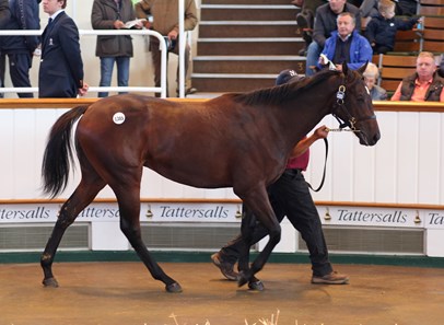 Due Diligence - Horse Profile - BloodHorse