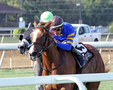 Queen Bridget - Horse Profile - BloodHorse