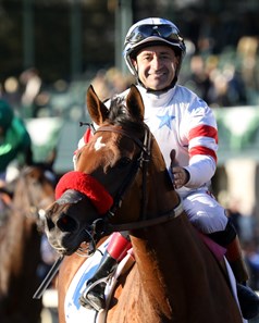 Lady Prancealot (IRE) - Horse Profile - BloodHorse