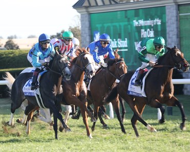 Lady Prancealot (IRE) - Horse Profile - BloodHorse