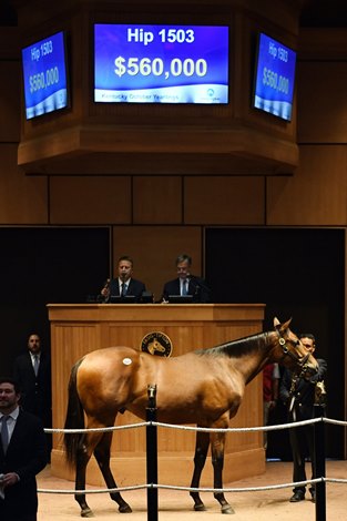 Candy Ride Colt New Fasig-Tipton Sale Topper - BloodHorse