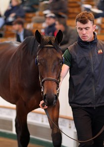 Awtaad (IRE) - Horse Profile - BloodHorse