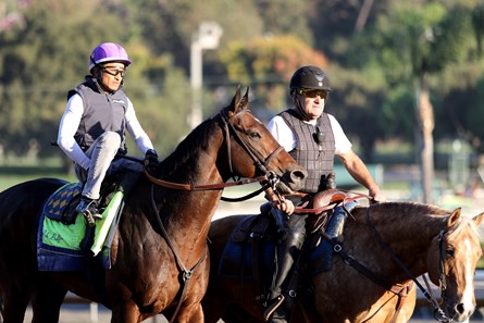 McKinzie - Horse Profile - BloodHorse