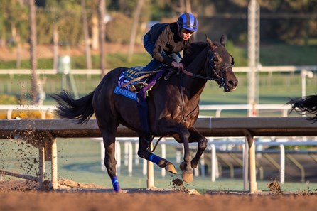 Eight Rings - Horse Profile - BloodHorse
