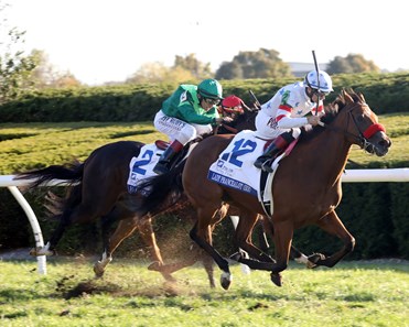 Lady Prancealot (IRE) - Horse Profile - BloodHorse