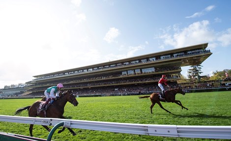 Champion and Blue Hen Mare Wurftaube Dies at 26 - BloodHorse