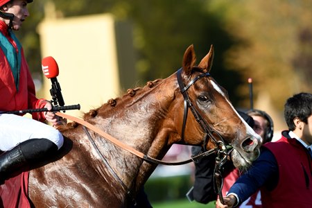 Arc Hero Waldgeist to Stand at Ballylinch Stud - BloodHorse