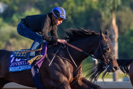 Eight Rings - Horse Profile - BloodHorse