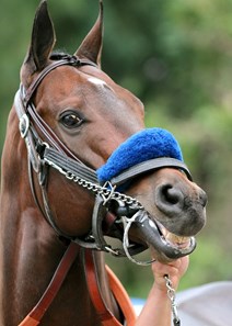 McKinzie - Horse Profile - BloodHorse