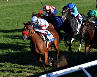 Lady Prancealot (IRE) - Horse Profile - BloodHorse