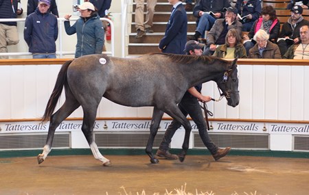 Cable Bay (IRE) - Horse Profile - BloodHorse