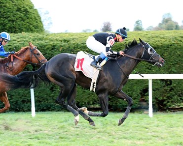 Star of Kodiak - Horse Profile - BloodHorse