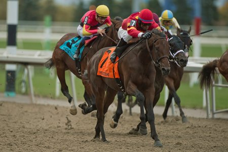 Chapalu Easily Defeats Field in Woodbine's Grey Stakes - BloodHorse