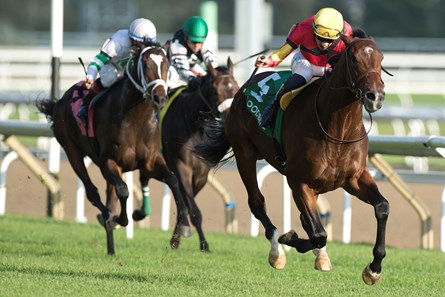 Muskoka Gold - Horse Profile - BloodHorse