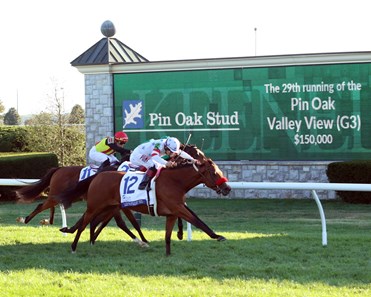 Lady Prancealot (IRE) - Horse Profile - BloodHorse