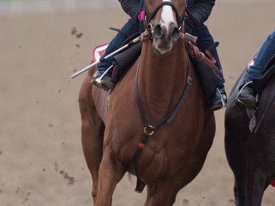 Equibase | Horse Racing | Horse Racing Entries | Horse Racing Results ...