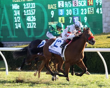 Lady Prancealot (IRE) - Horse Profile - BloodHorse