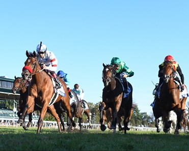 Lady Prancealot (IRE) - Horse Profile - BloodHorse