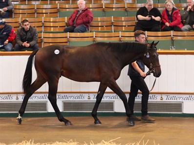 Awtaad (IRE) - Horse Profile - BloodHorse