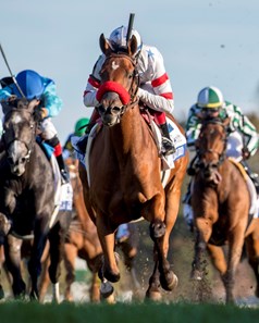 Lady Prancealot (IRE) - Horse Profile - BloodHorse