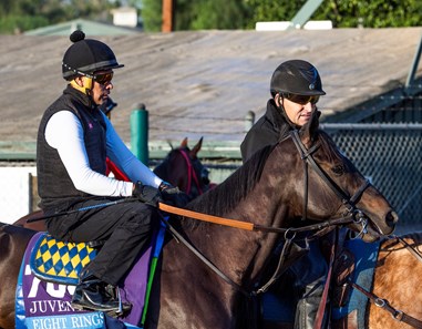 Eight Rings - Horse Profile - BloodHorse