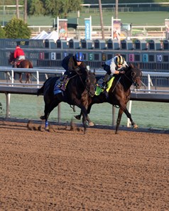 Eight Rings - Horse Profile - BloodHorse