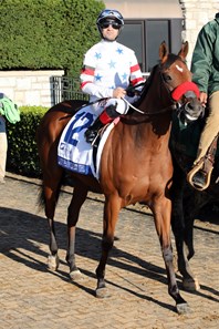 Lady Prancealot (IRE) - Horse Profile - BloodHorse