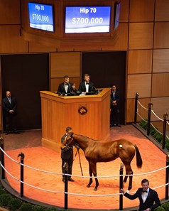 Summer Applause - Horse Profile - BloodHorse