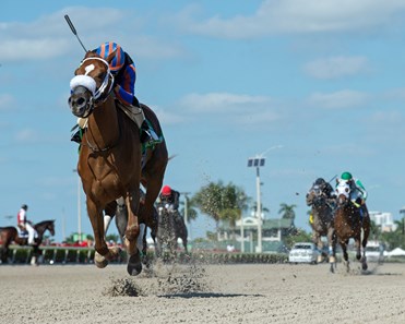 Tonalist's Shape - Horse Profile - BloodHorse