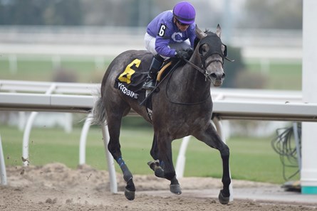 Sav - Horse Profile - BloodHorse