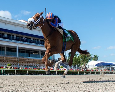 Tonalist's Shape - Horse Profile - BloodHorse