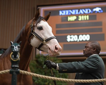 Southern Phantom - Horse Profile - BloodHorse